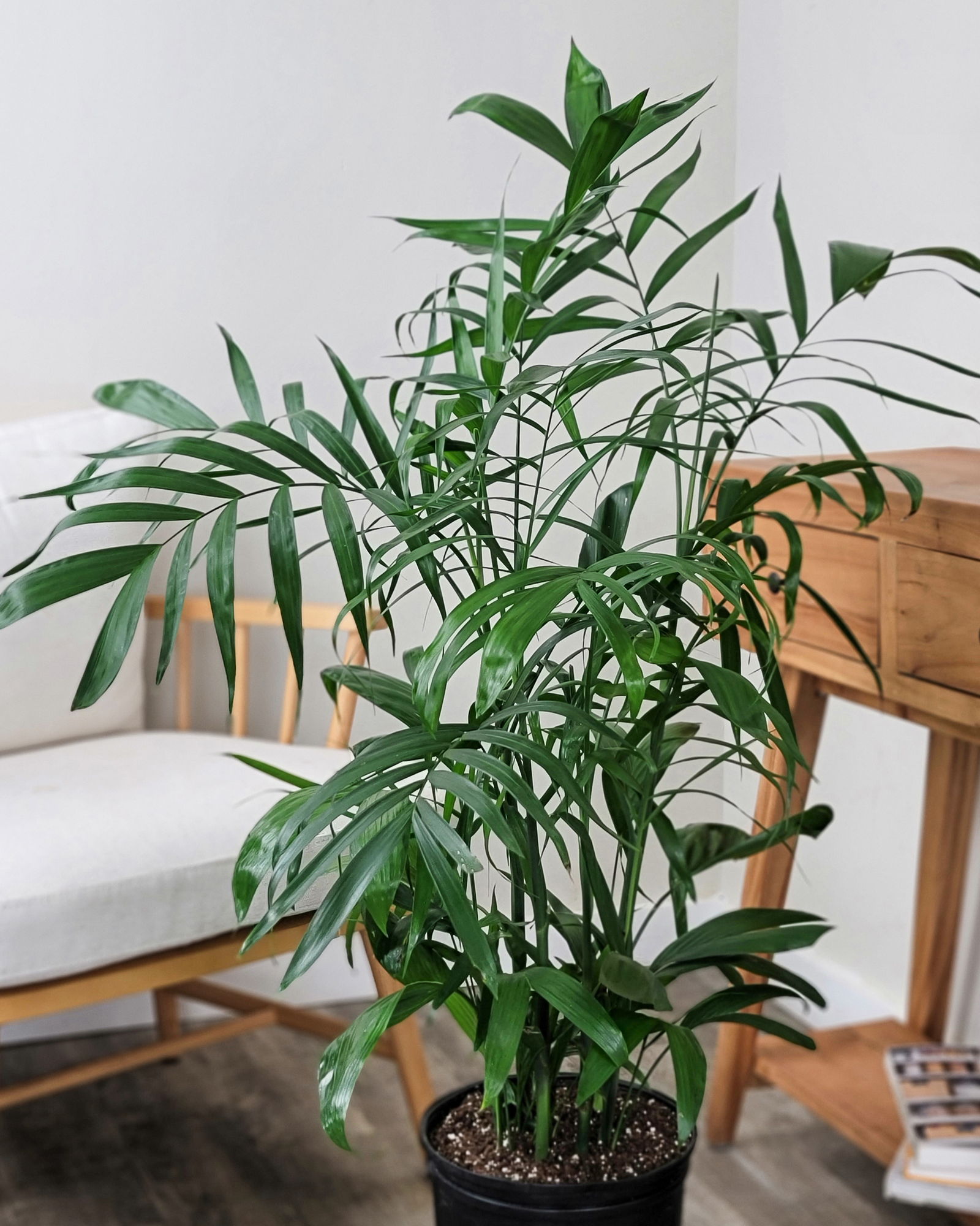 Bamboo Palm | PlantVine