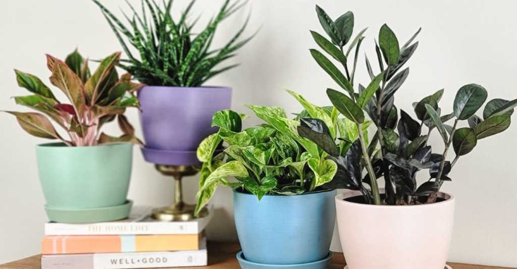Choosing the Best Planter Color | PlantVine