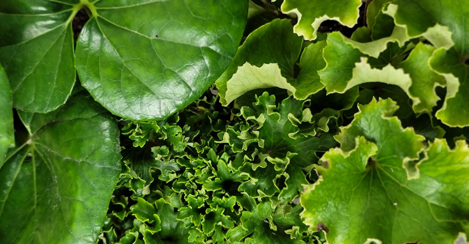 Leopard Plant (Farfugium) Care Guide | PlantVine