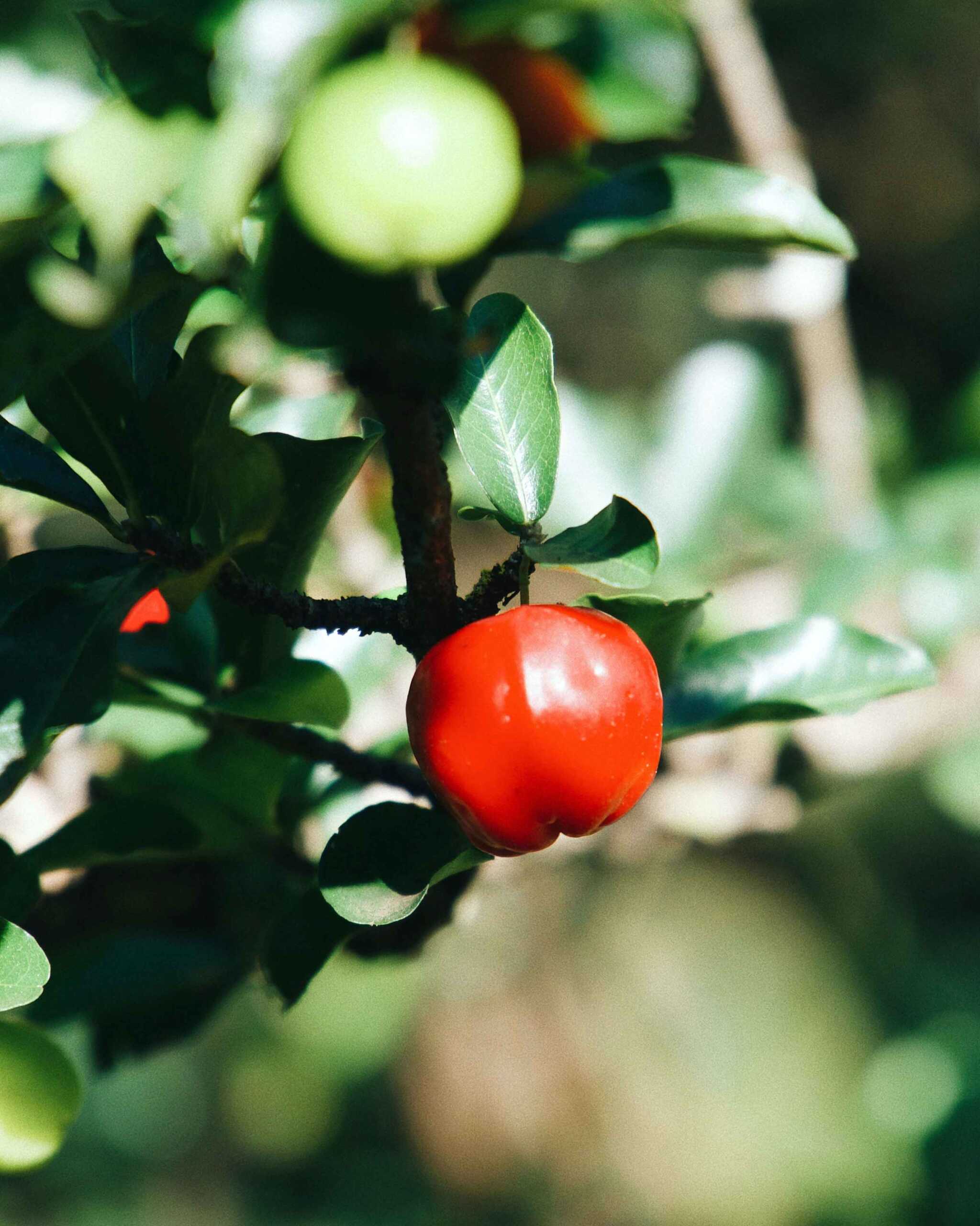 Barbados Cherry | PlantVine