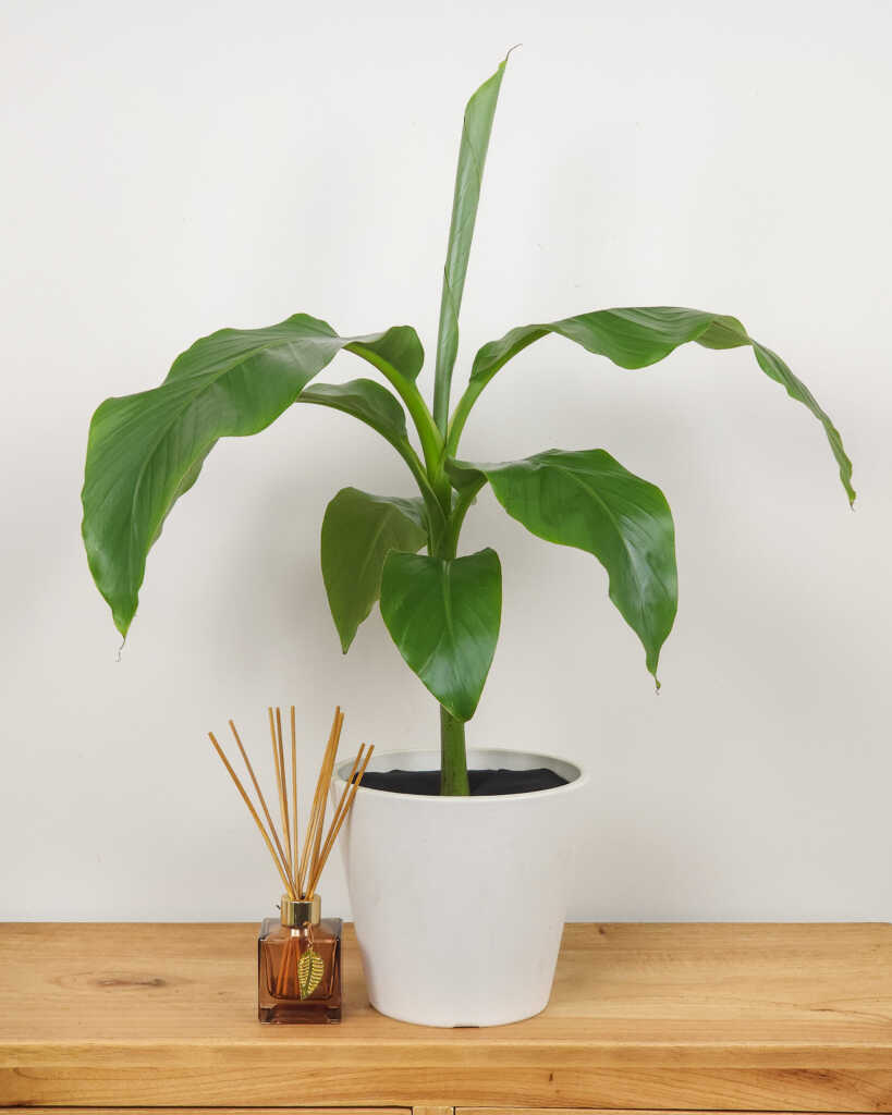 Basjoo Banana Tree | PlantVine