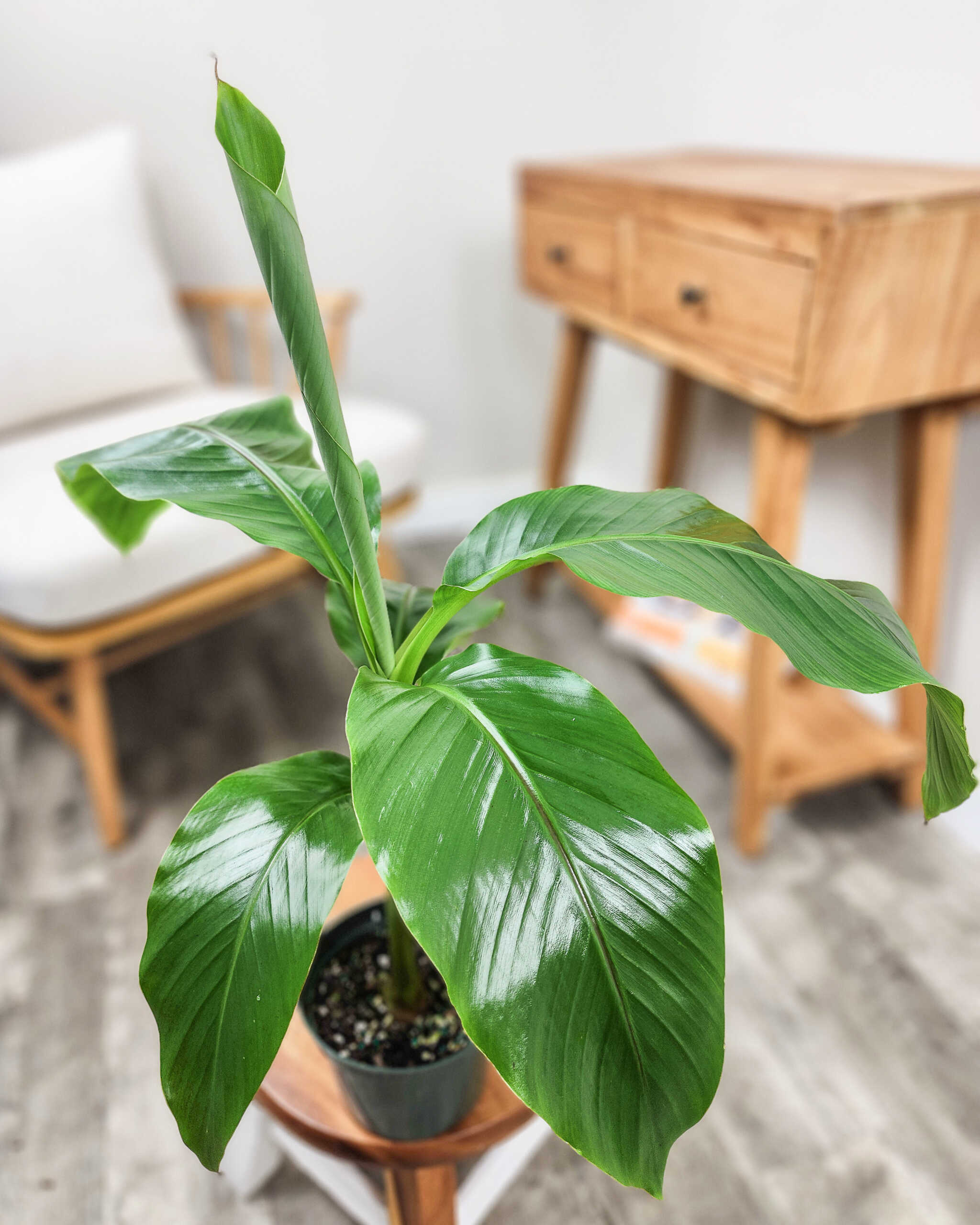 Basjoo Banana Tree | PlantVine