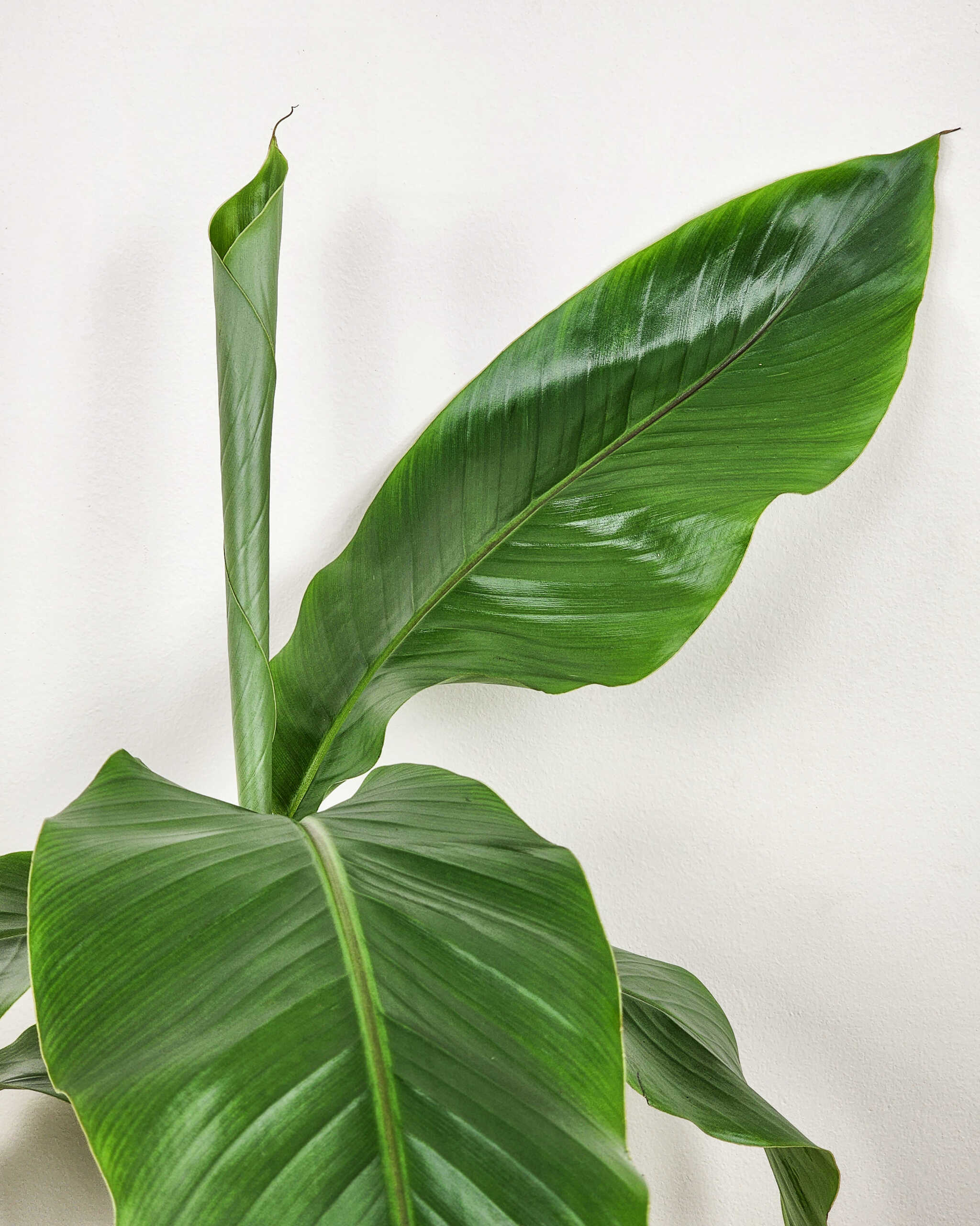 Basjoo Banana Tree | PlantVine