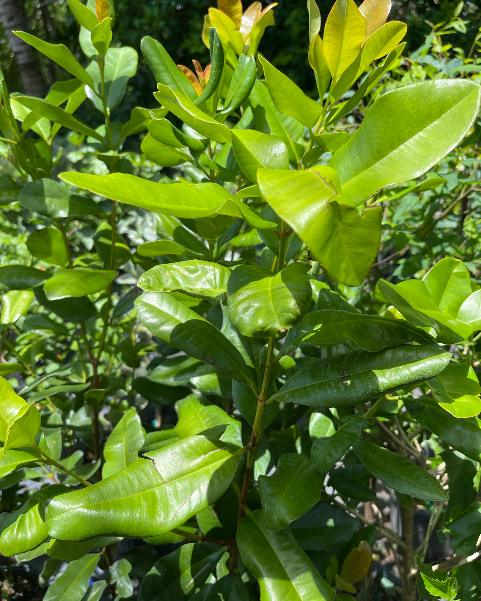 Father’s Day plants for your favorite #PlantDad | PlantVine