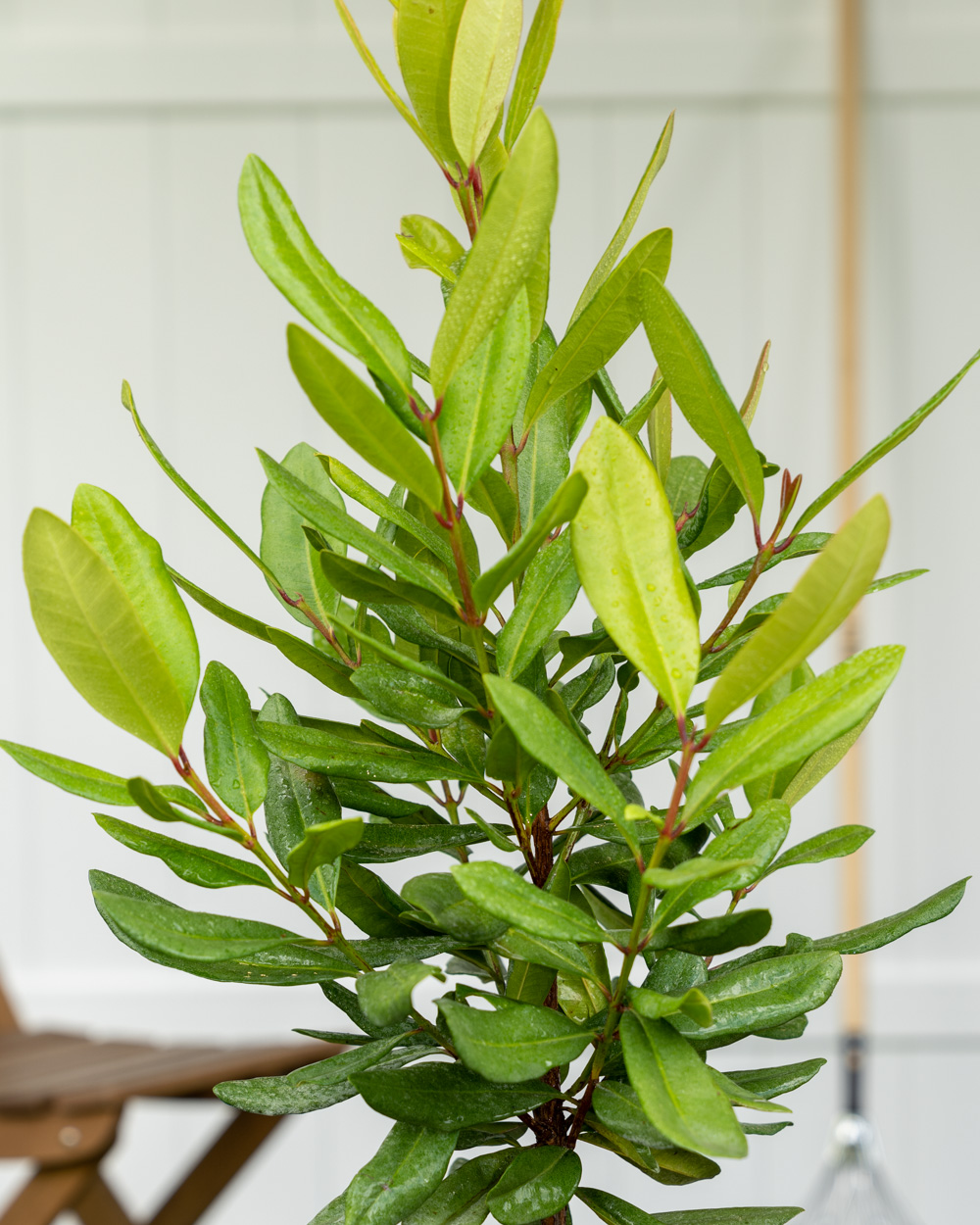 Buy Pimenta racemosa, Bay Rum | Free Shipping over $100