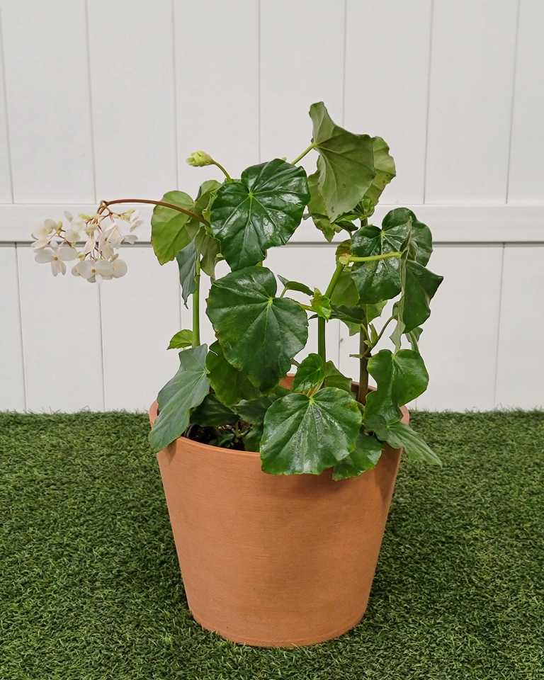 Begonia odorata ‘Alba’, White Begonia | PlantVine