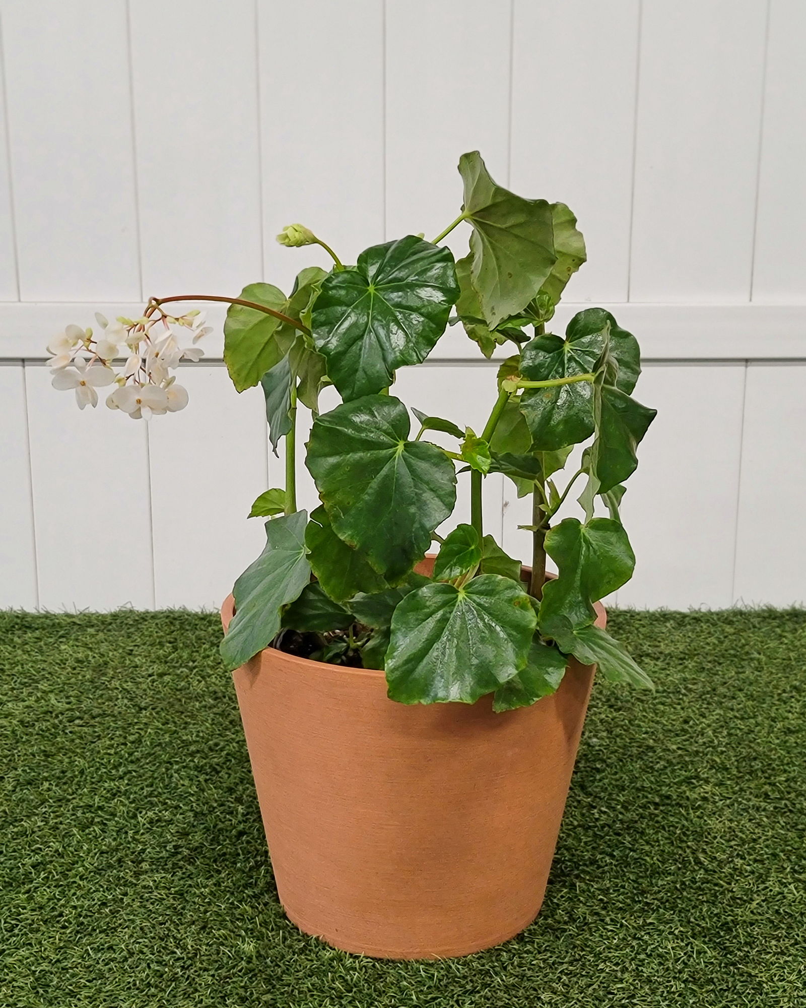 Begonia odorata ‘Alba’, White Begonia | PlantVine