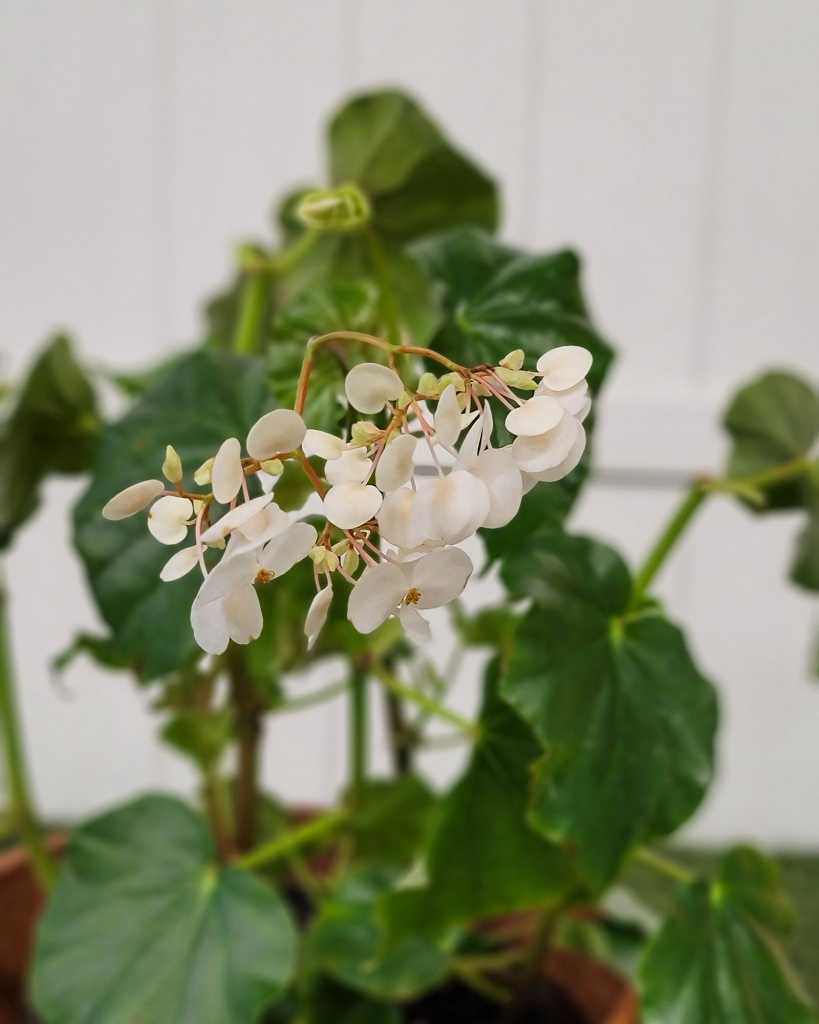 Begonia odorata ‘Alba’, White Begonia | PlantVine