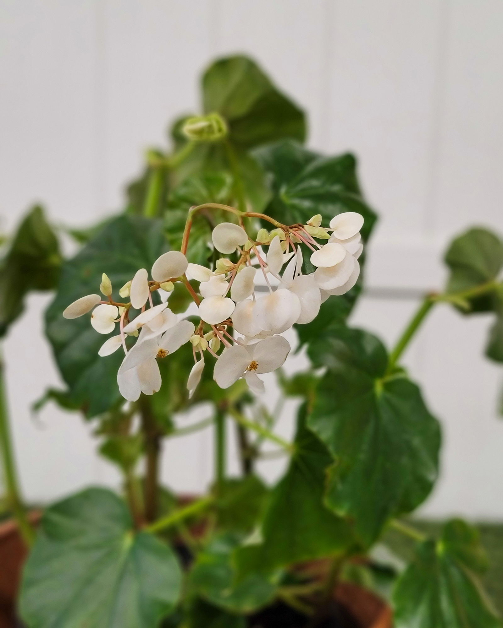Begonia odorata ‘Alba’, White Begonia | PlantVine