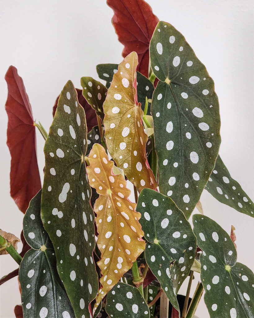 Begonia maculata | PlantVine