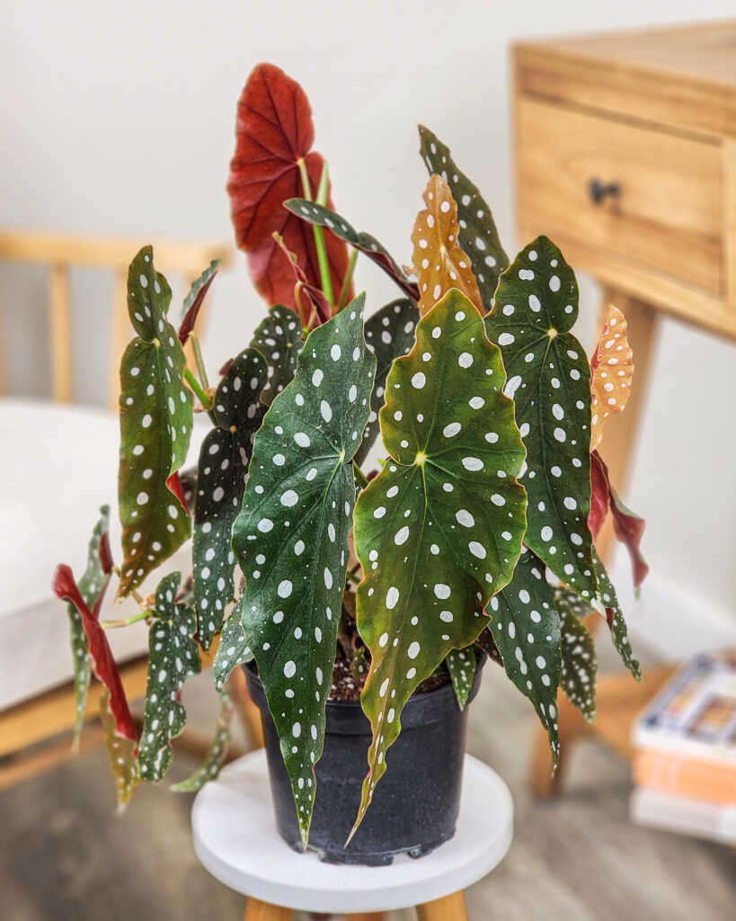 Begonia maculata | PlantVine