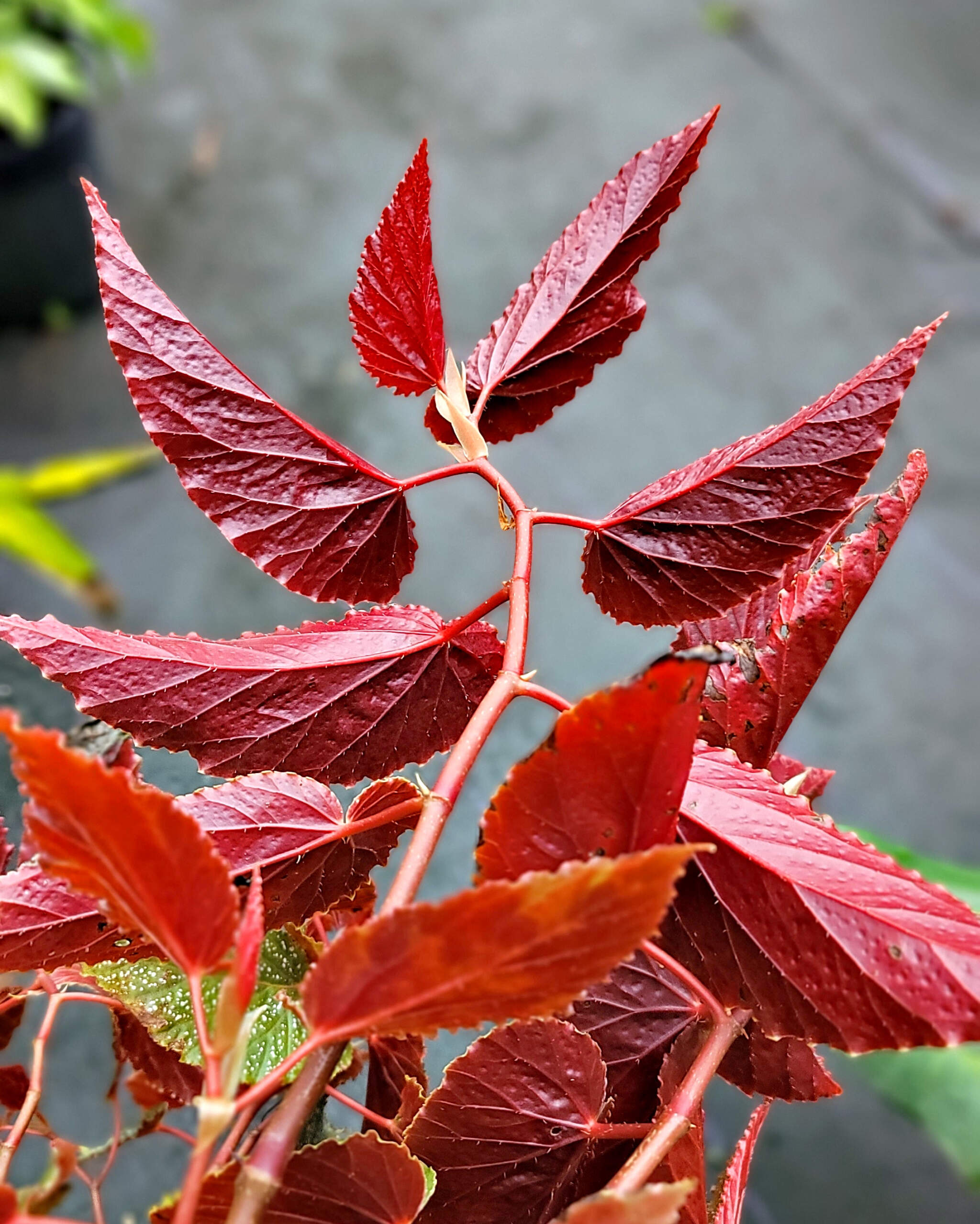 Begonia ‘Maurice Amey’ | PlantVine