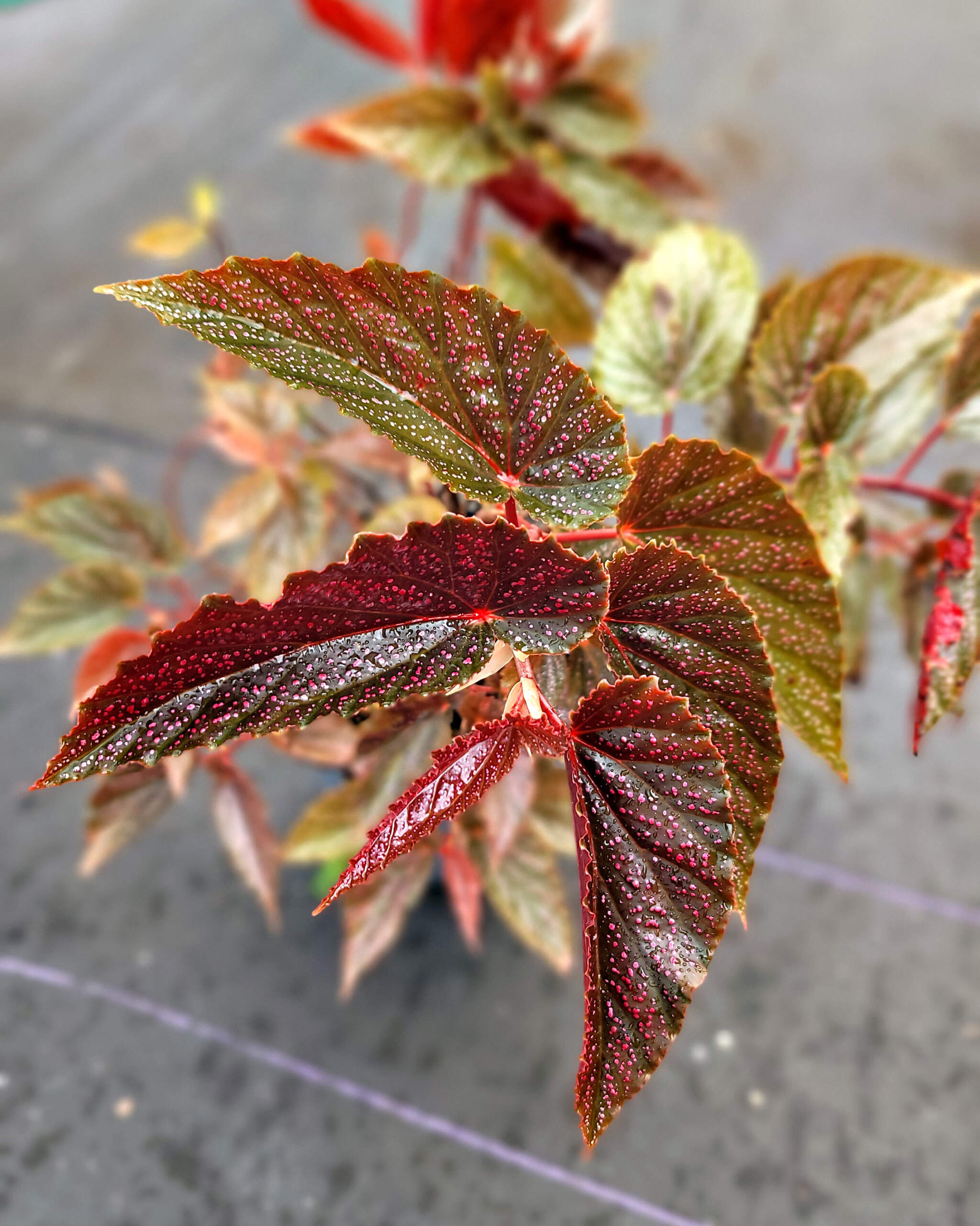 Begonia ‘Maurice Amey’ | PlantVine