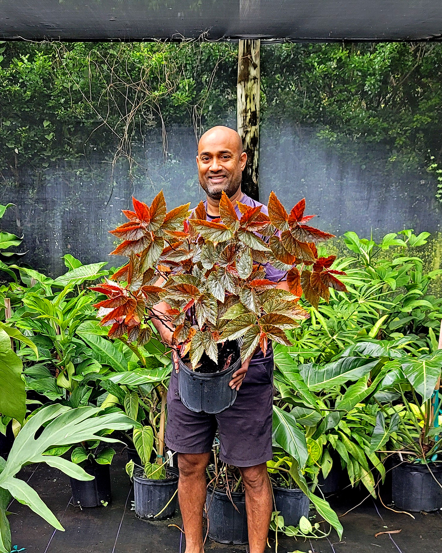 Begonia ‘Maurice Amey’ | PlantVine