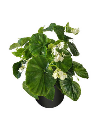 Begonia odorata ‘Alba’, White Begonia | PlantVine