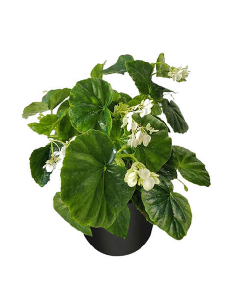 Begonia odorata ‘Alba’, White Begonia | PlantVine