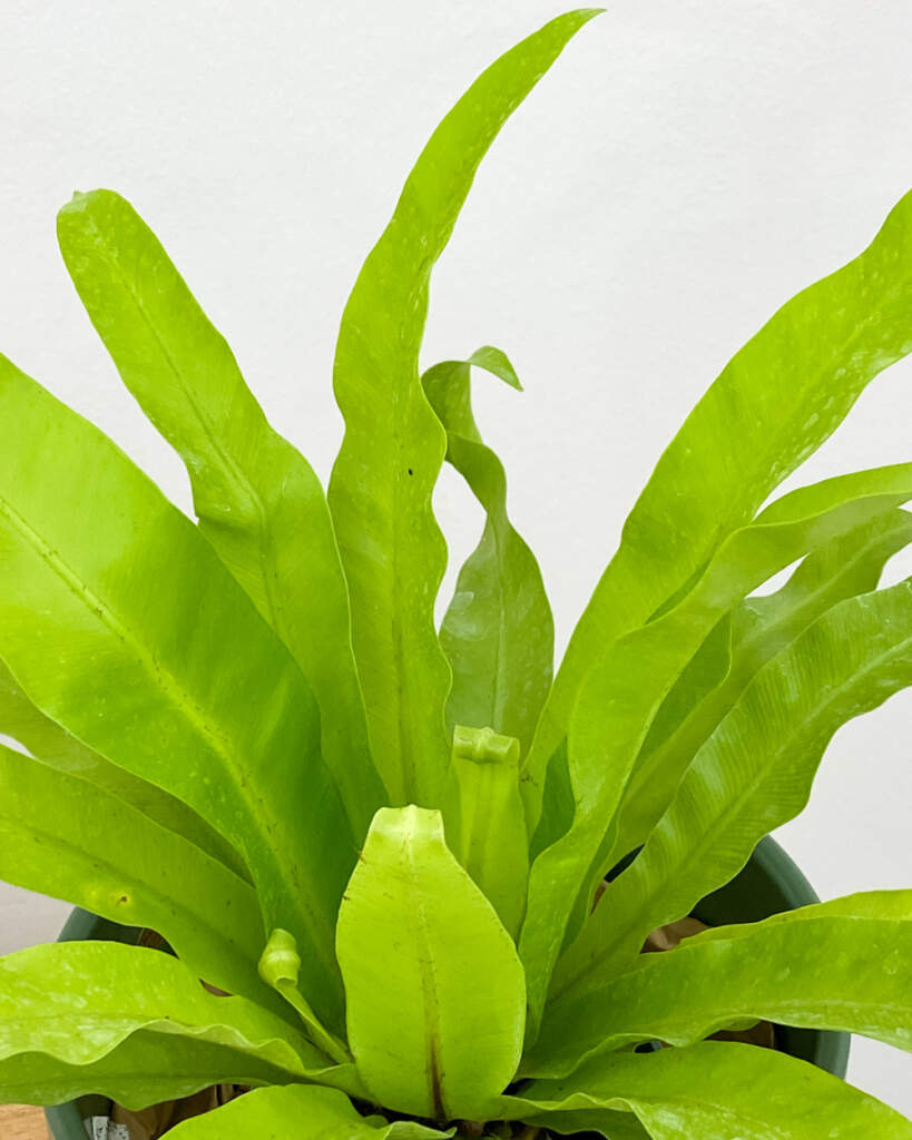 Asplenium nidus, Bird’s Nest Fern | PlantVine