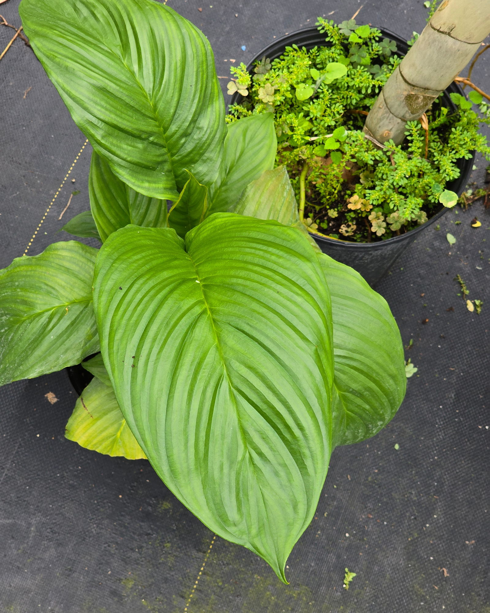 Darryl’s Discoveries | PlantVine