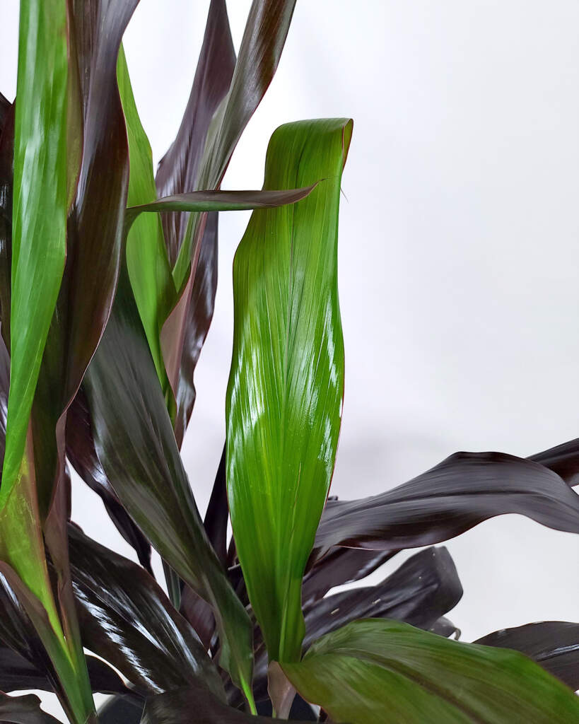 Cordyline fruticosa ‘Black Magic’ | PlantVine