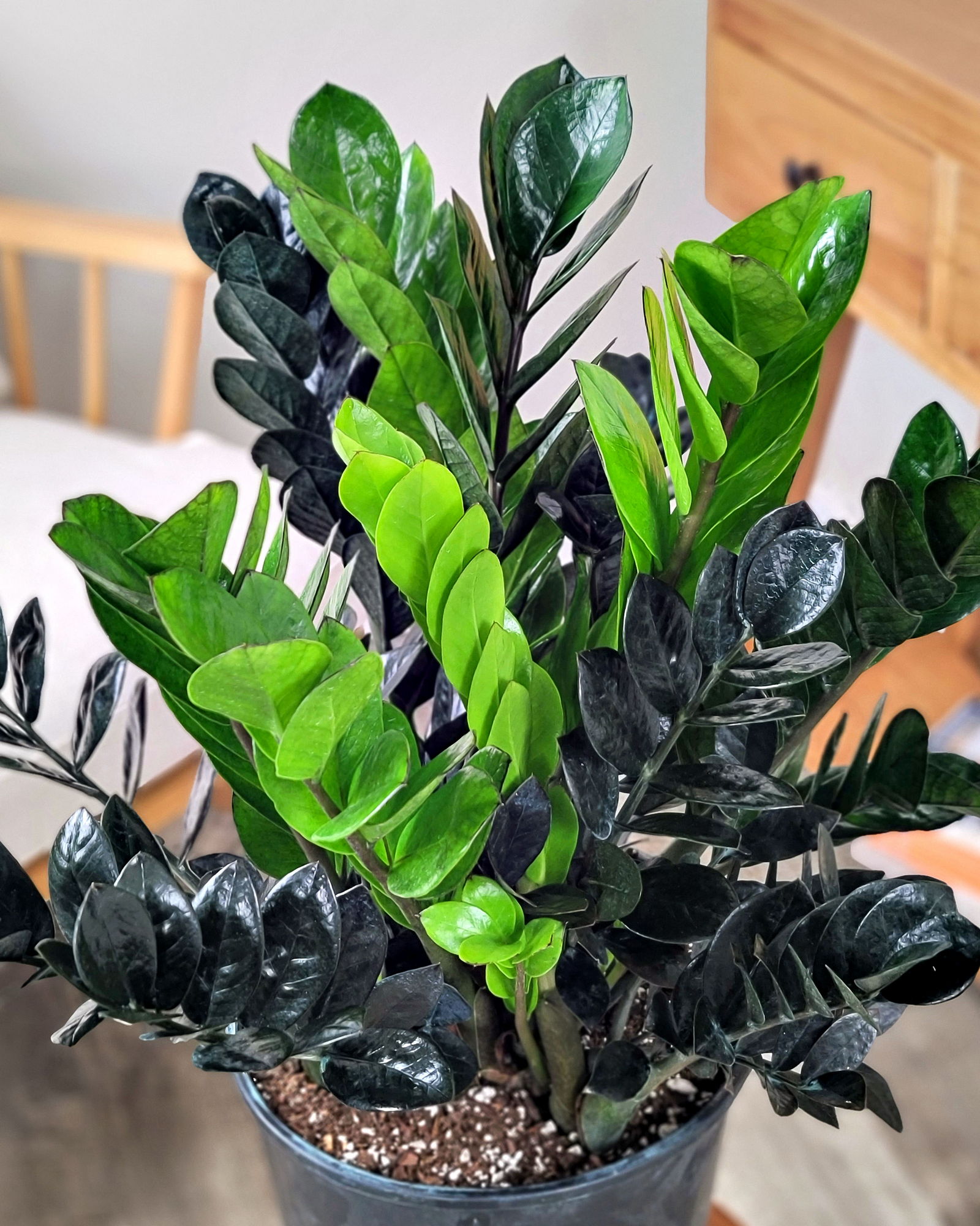 Black ZZ Plant | PlantVine