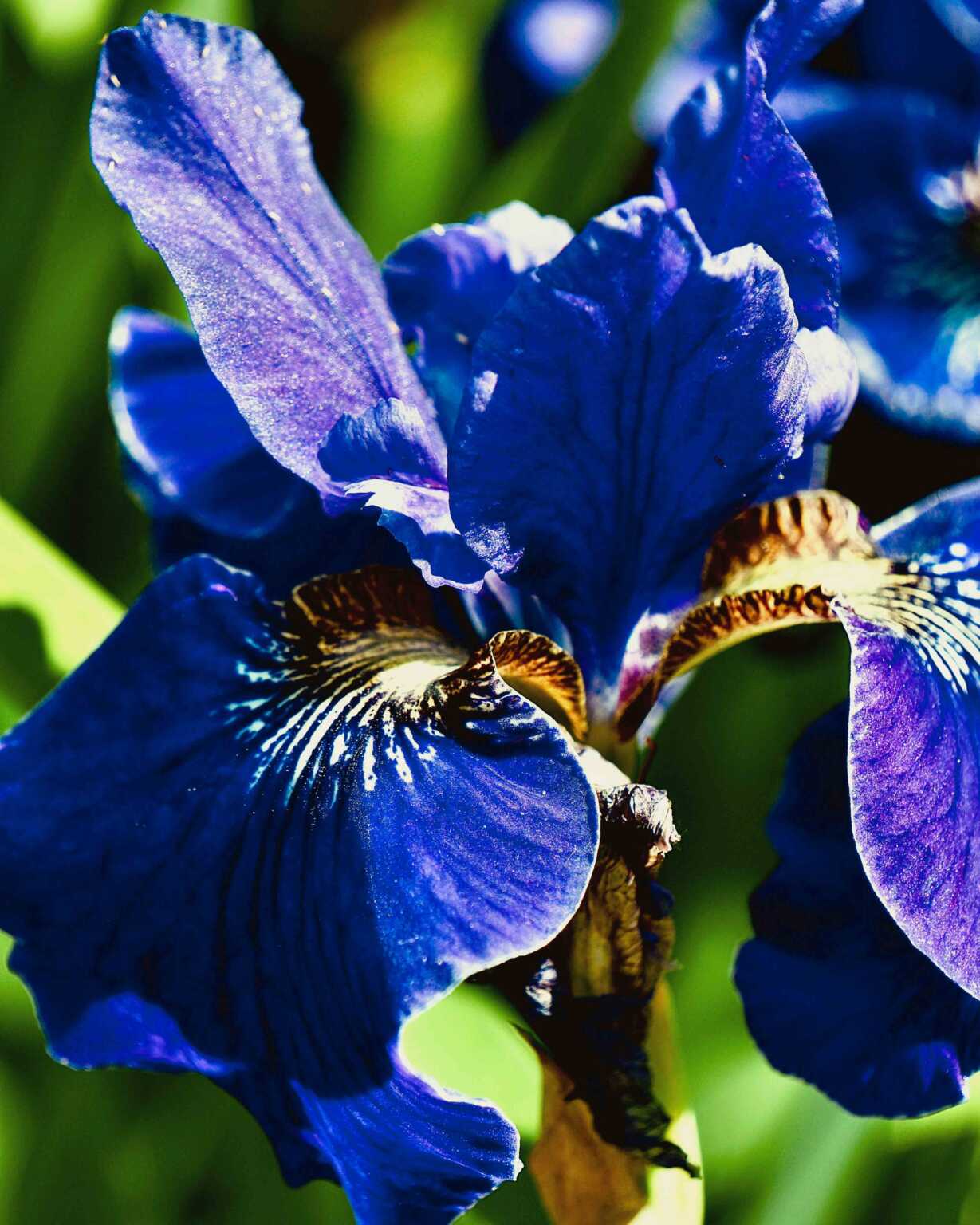 Virginia Blue Flag Iris | PlantVine