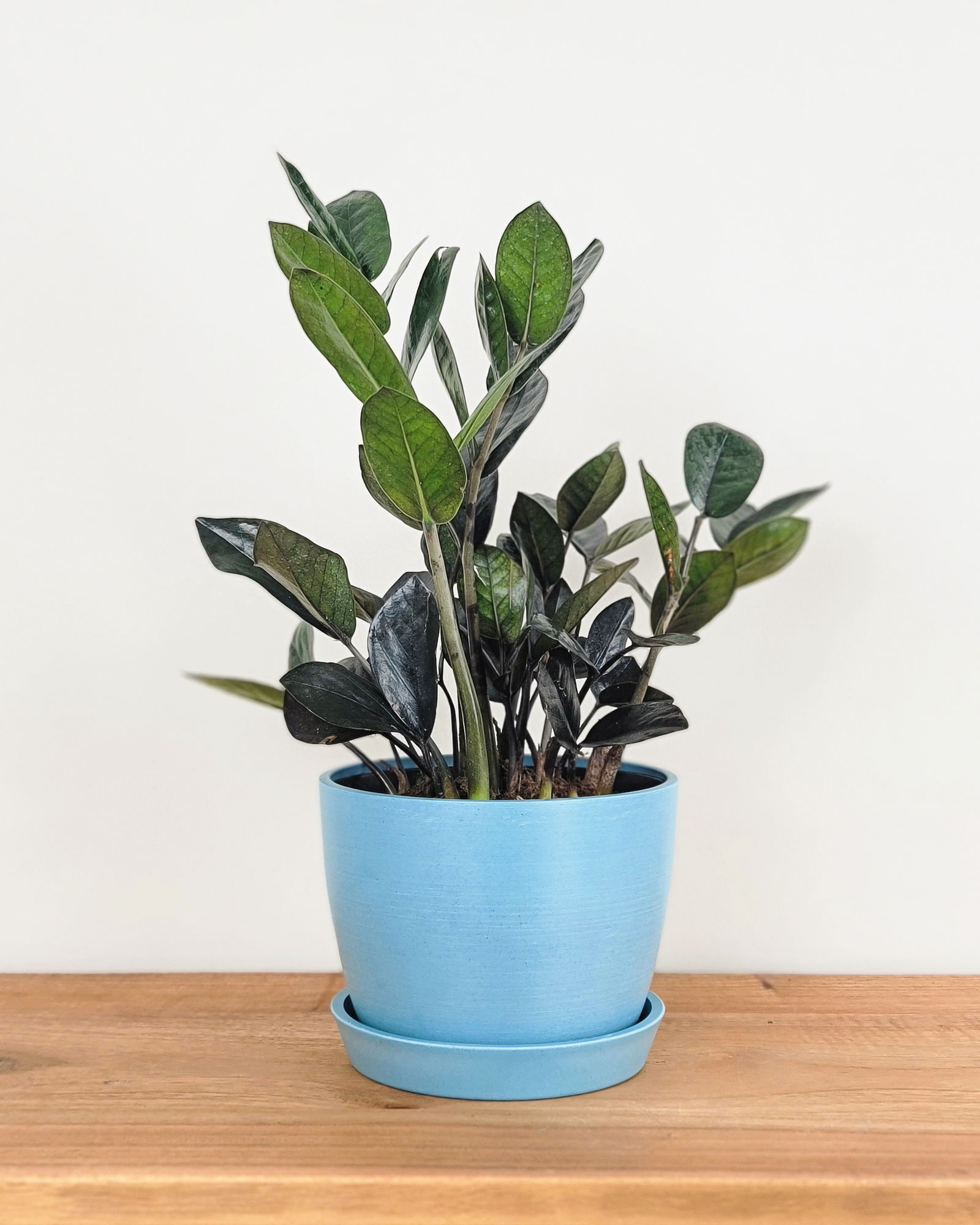 Meseta Planter 6.5-inch | PlantVine