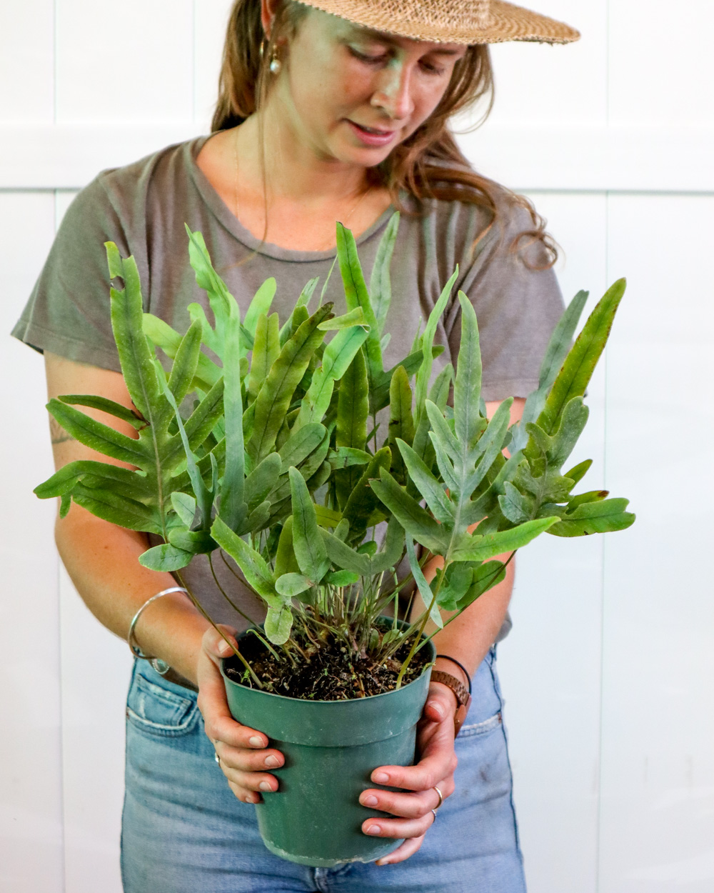 Phlebodium aureum ‘Blue Star’, Blue Star Wart Fern, Bear’s Paw Fern ...