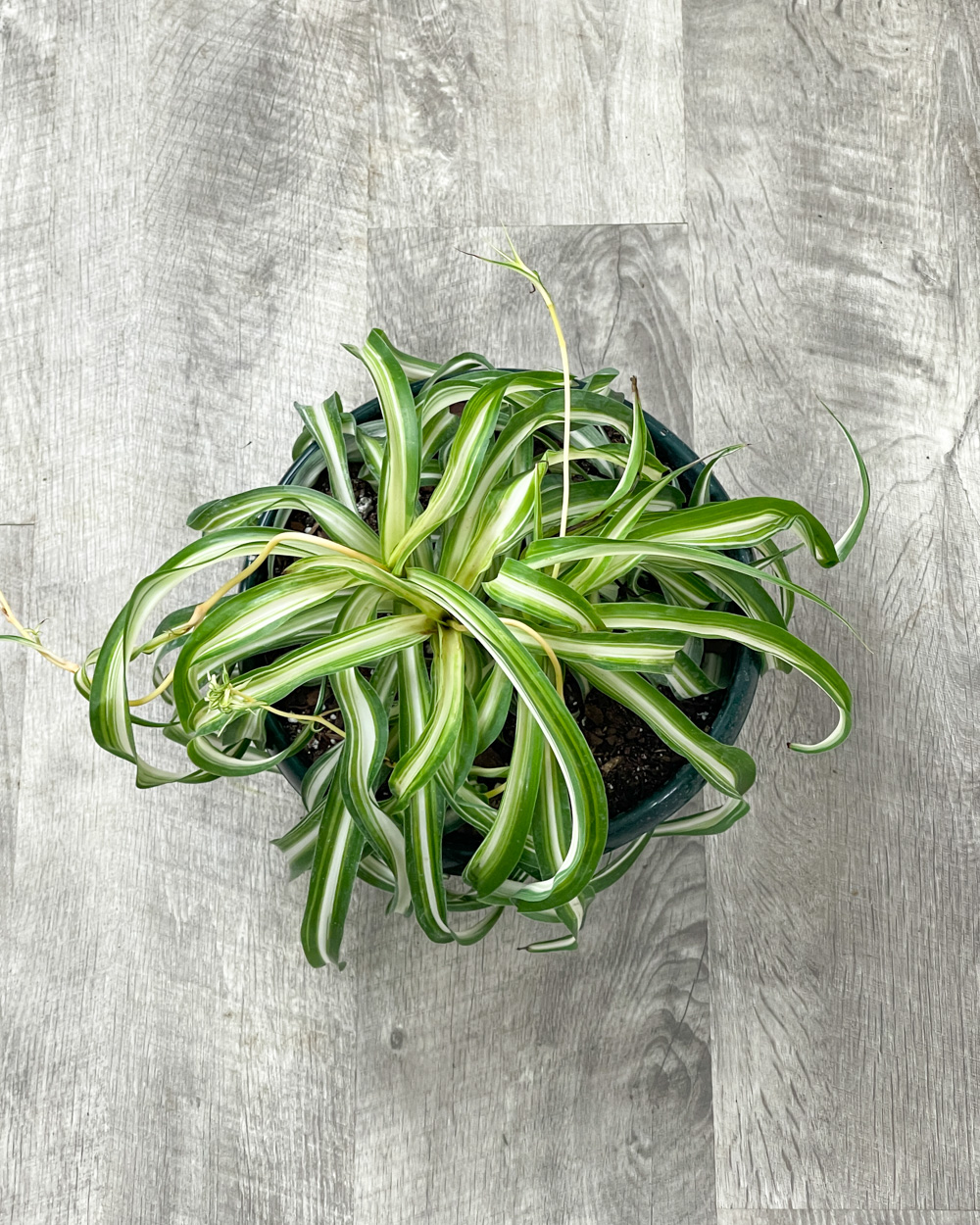 Spider Plant Varieties | PlantVine