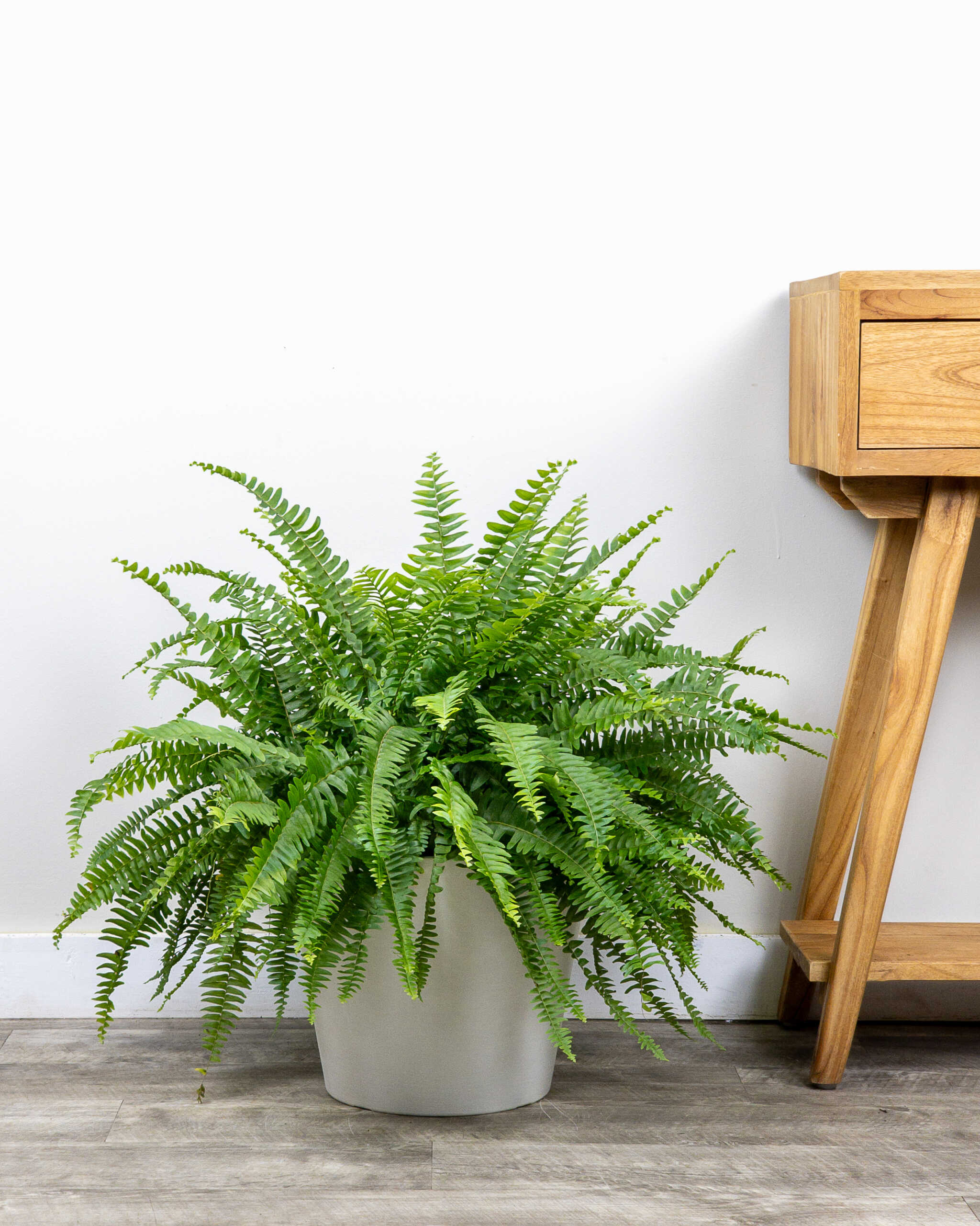 Boston Fern | PlantVine