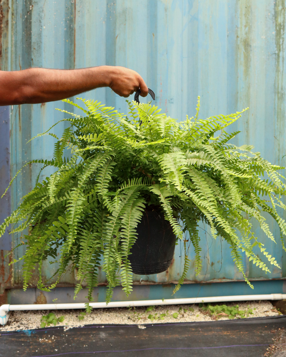Boston Fern | PlantVine