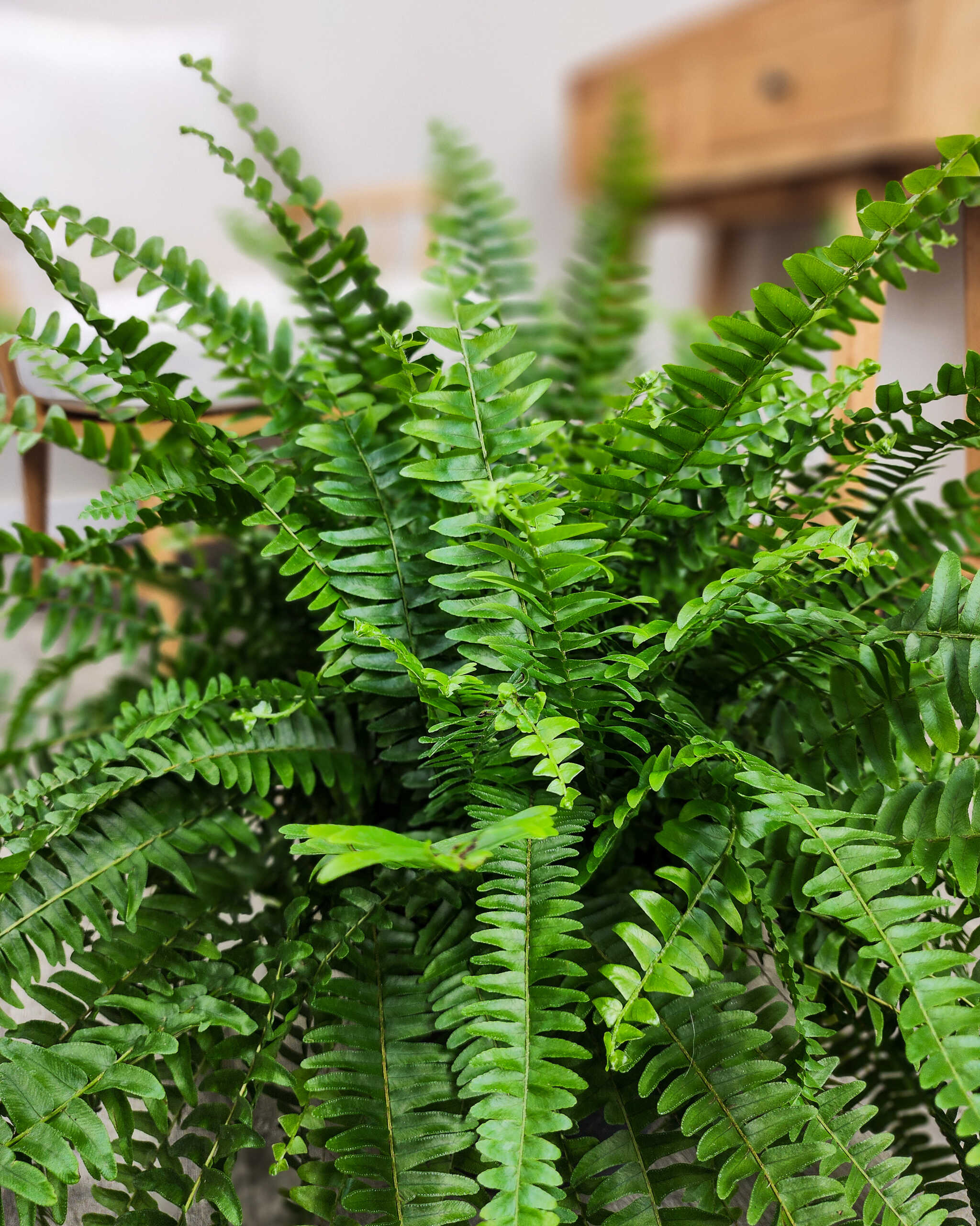 Boston Fern | PlantVine