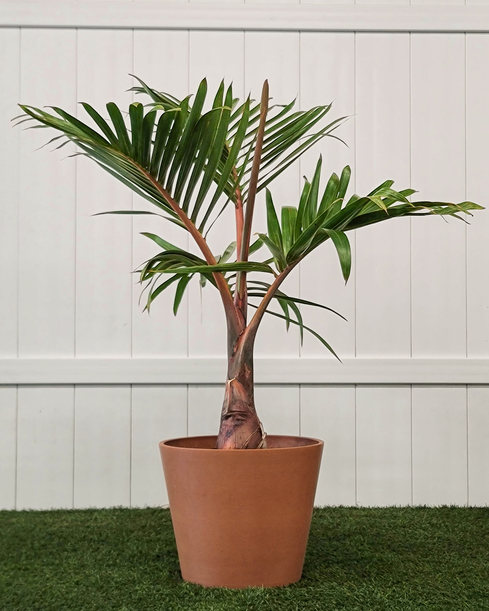 Bottle Palm Tree | PlantVine