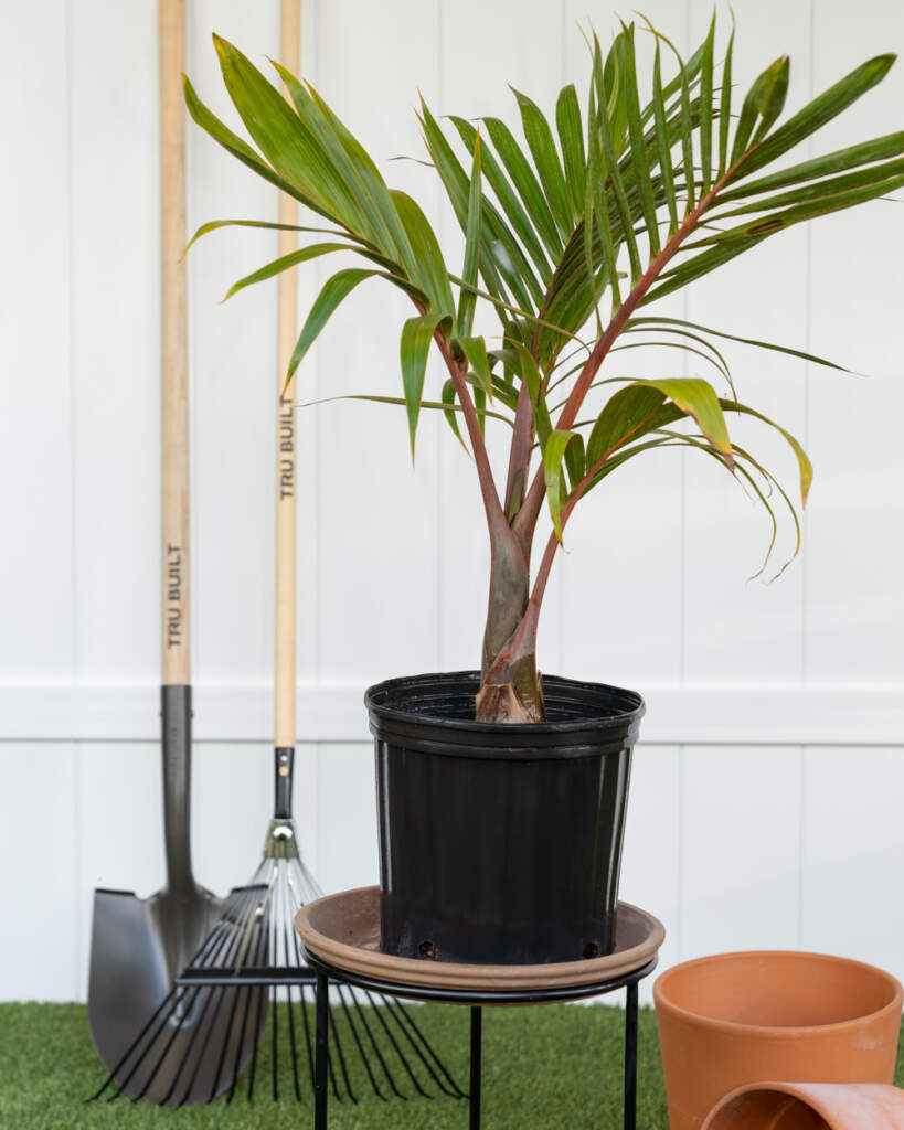 Bottle Palm Tree | PlantVine