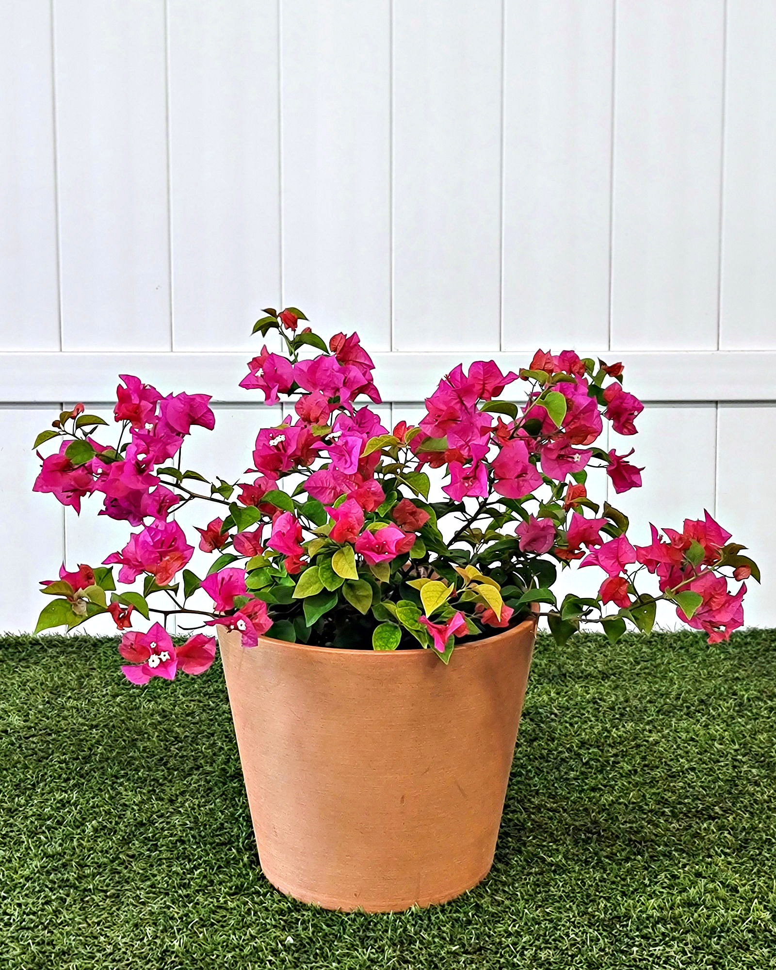 Dwarf Pink Bougainvillea ‘Helen Johnson’ | PlantVine