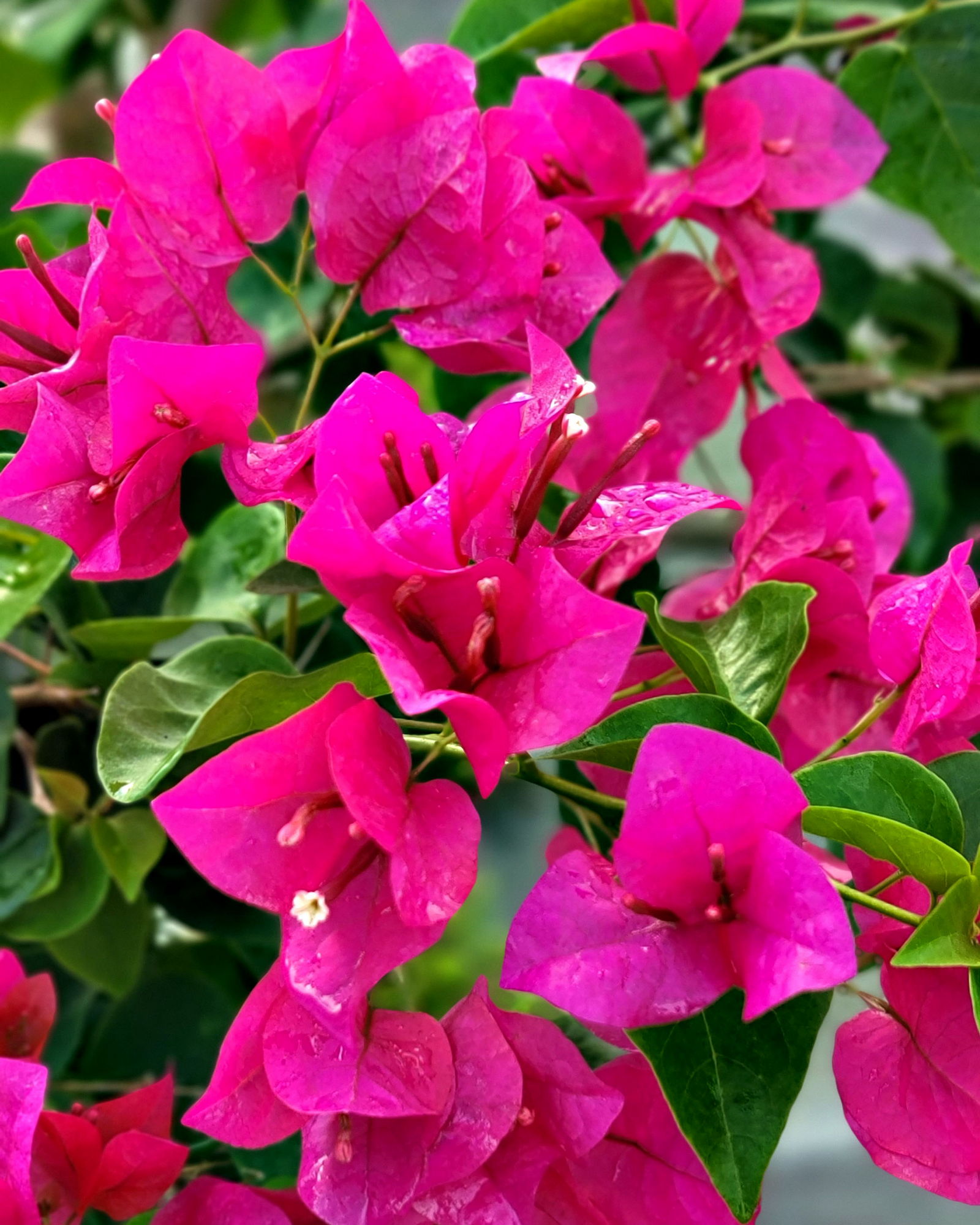 Dwarf Pink Bougainvillea ‘Helen Johnson’ | PlantVine
