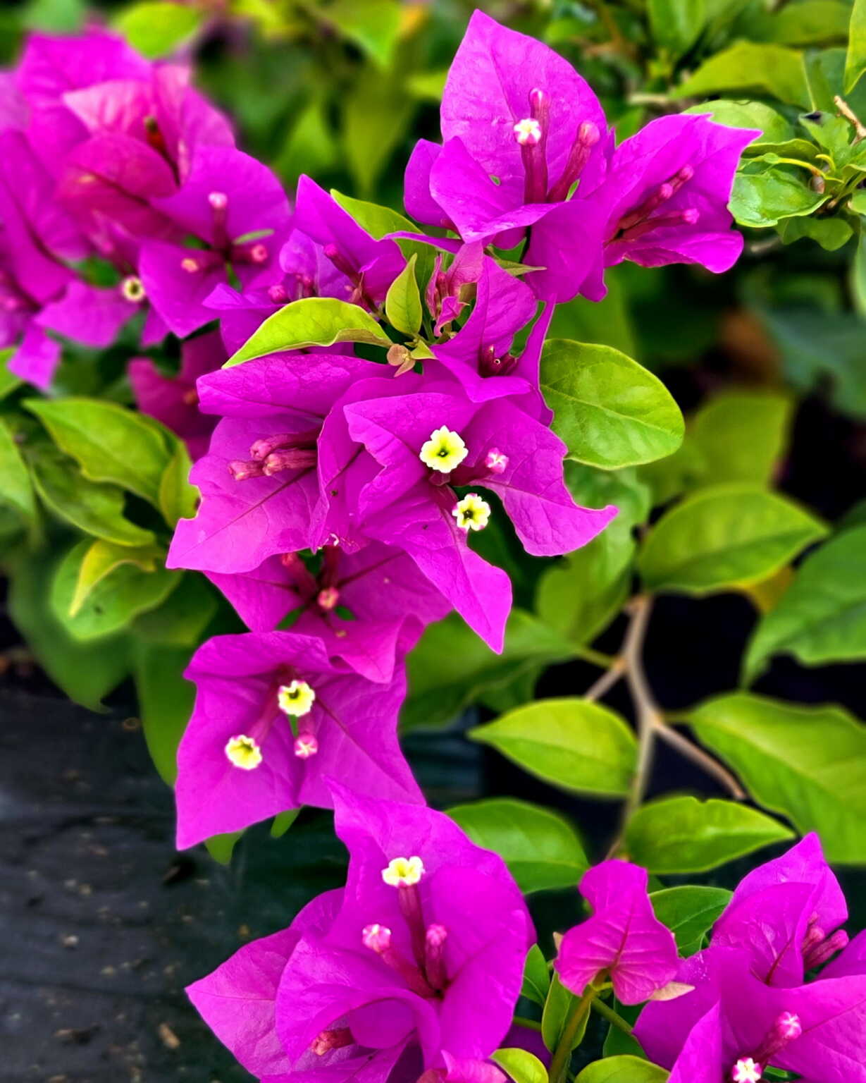 Schefflera arboricola ‘Trinette’ | PlantVine