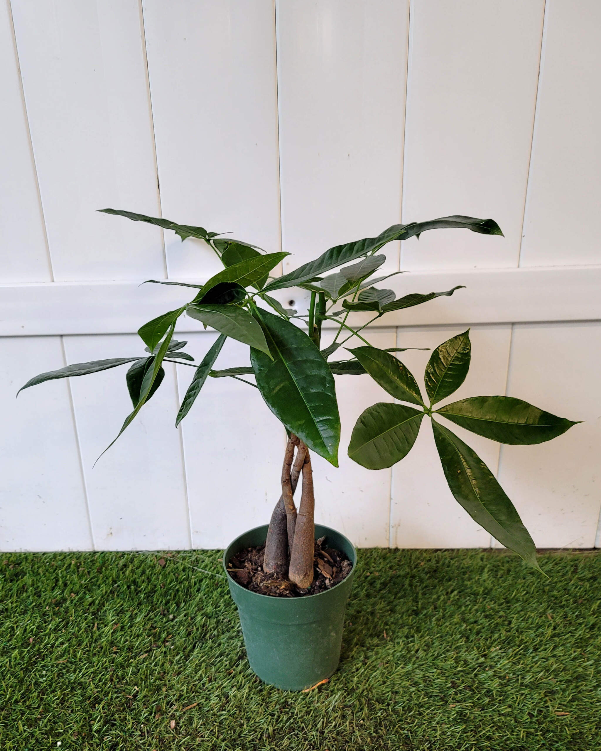 Money Tree | PlantVine