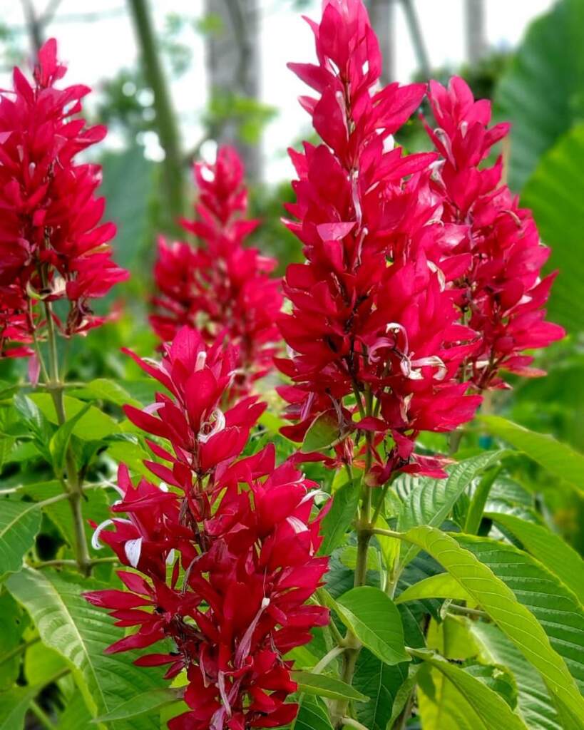 Megaskepasma erythrochlamys, Brazilian Red Cloak | PlantVine