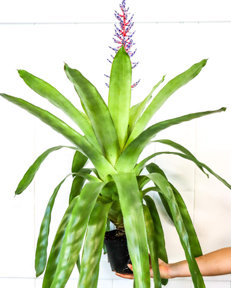 Dwarf Blue Tango Bromeliad | PlantVine