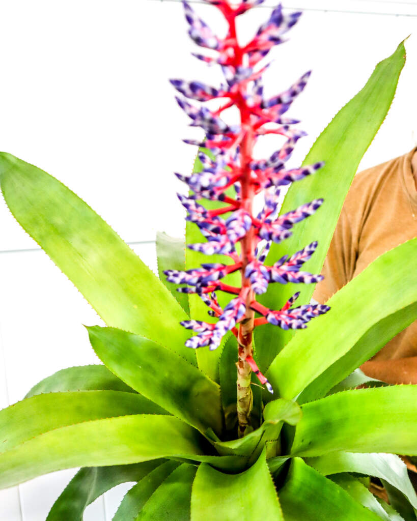 Aechmea ‘Blue Tango’, Bromeliad | PlantVine