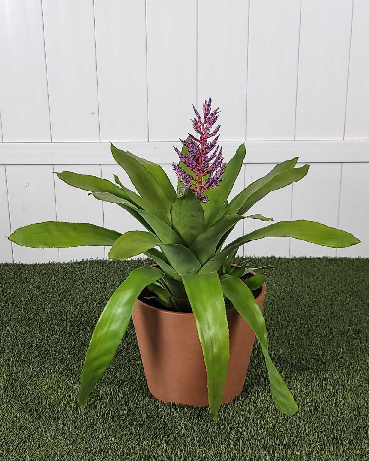 Dwarf Blue Tango Bromeliad | PlantVine