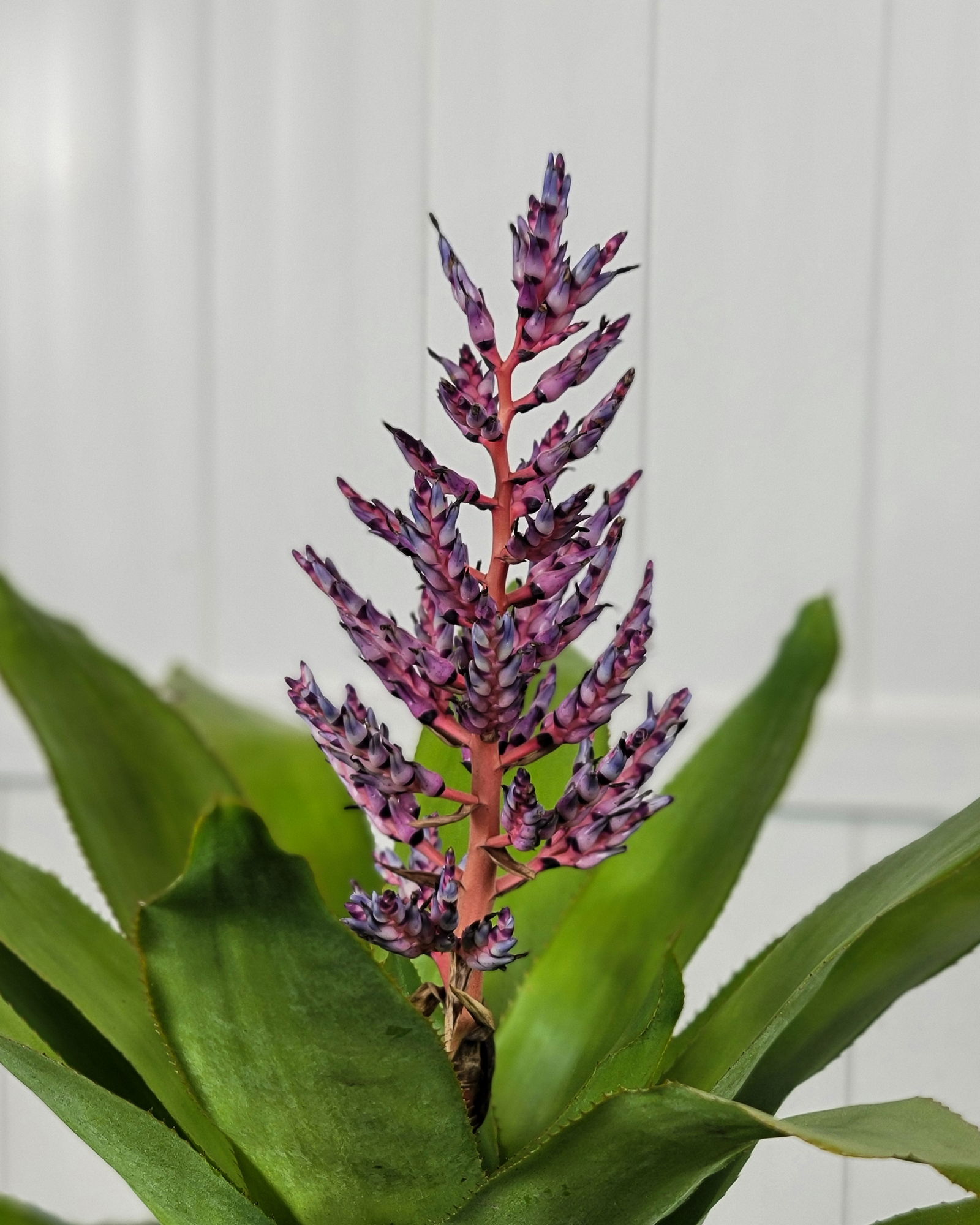 Dwarf Blue Tango Bromeliad | PlantVine