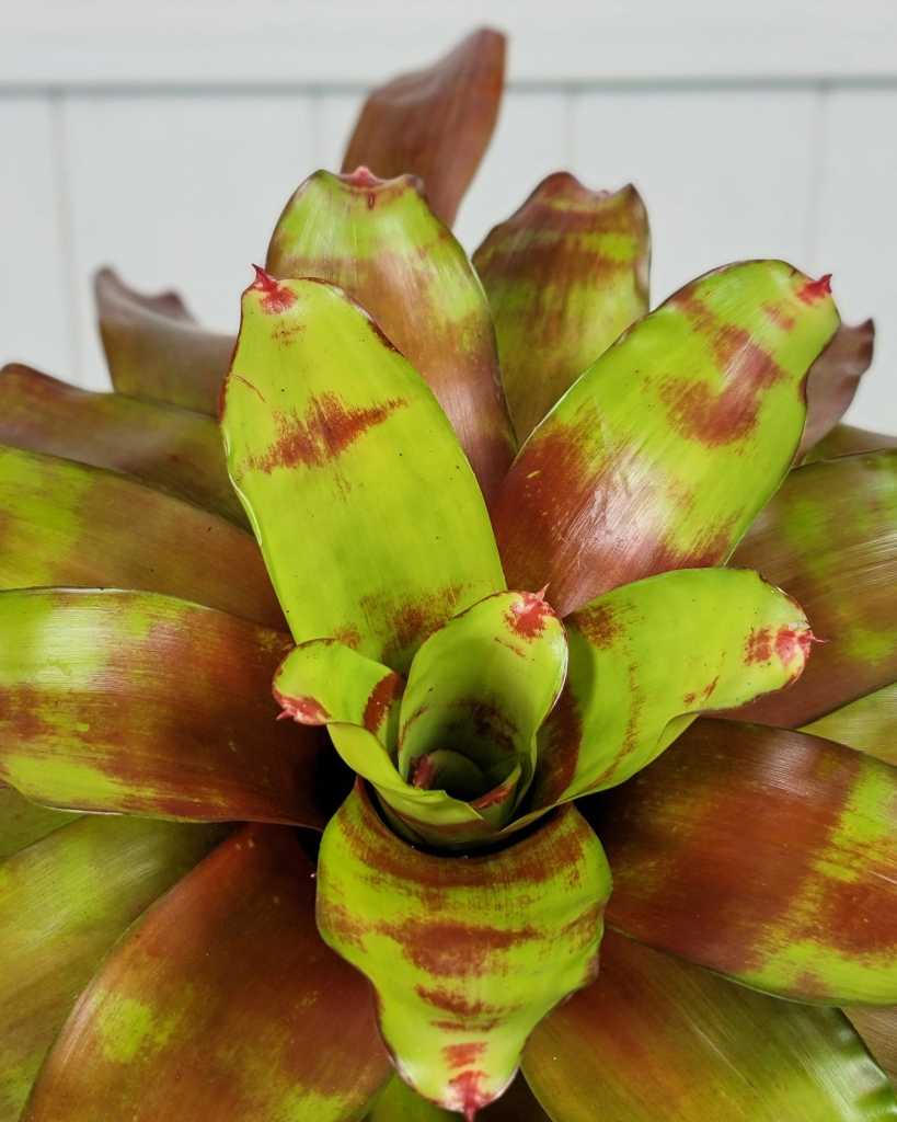 Neoregelia ‘Hawaii’, Bromeliad | PlantVine