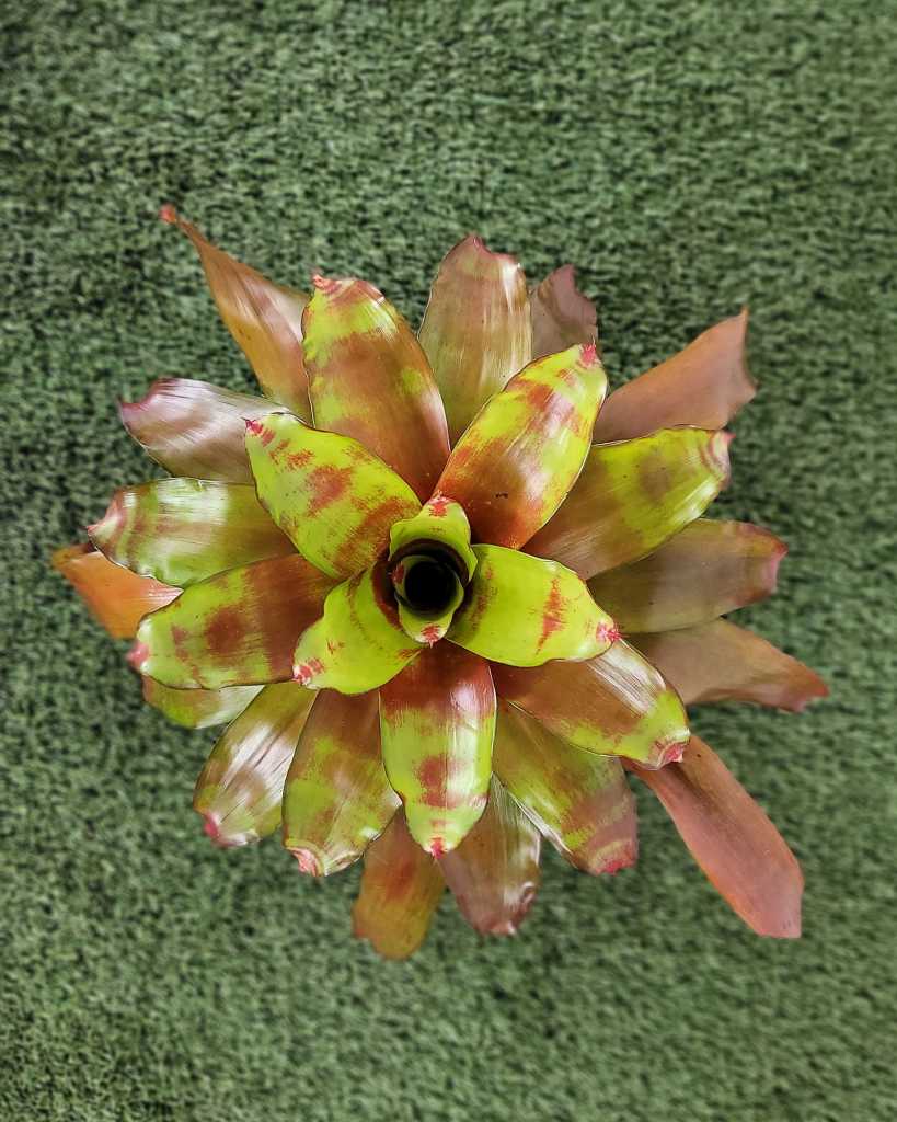 Neoregelia ‘Hawaii’, Bromeliad | PlantVine