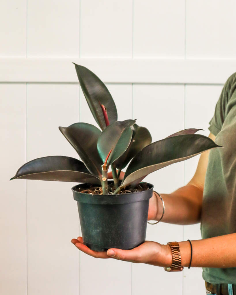 Ficus elastica (or Rubber Plant) Care Guide | PlantVine