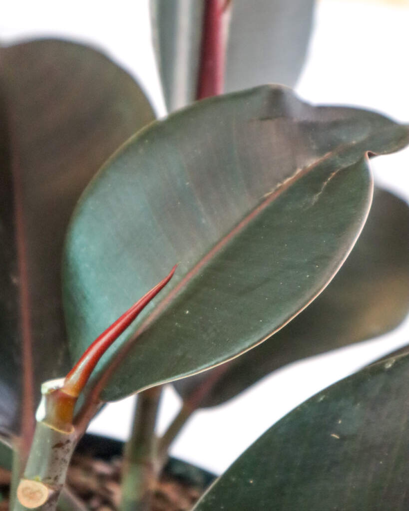 Order Ficus Elastica 'Burgundy', Indian Rubber Plant Online