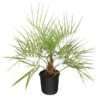 Buy Butia capitata, Cocos australis, Pindo Palm, Wine Palm, Jelly Palm ...