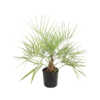Buy Butia capitata, Cocos australis, Pindo Palm, Wine Palm, Jelly Palm ...