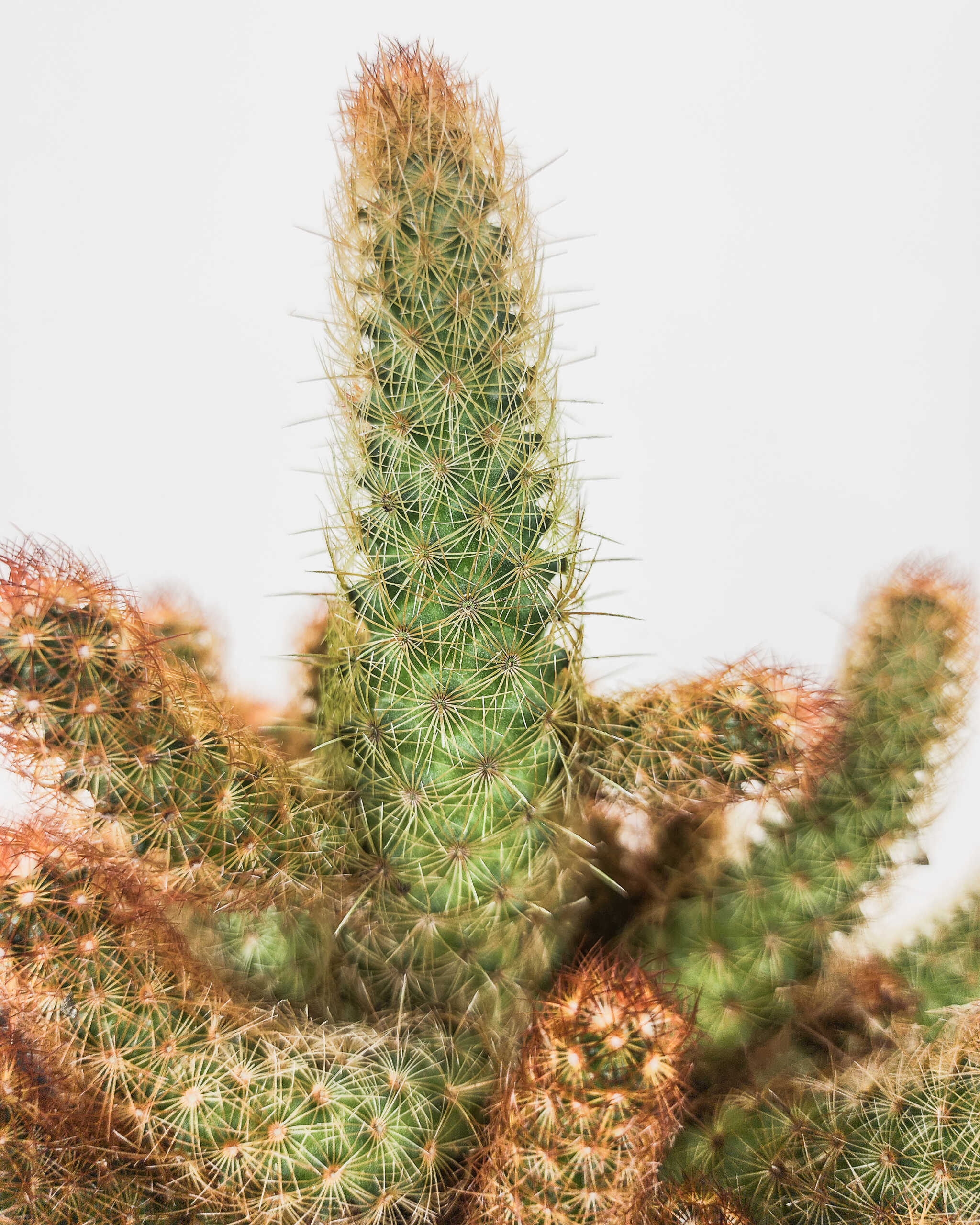 Ladyfinger Cactus | PlantVine