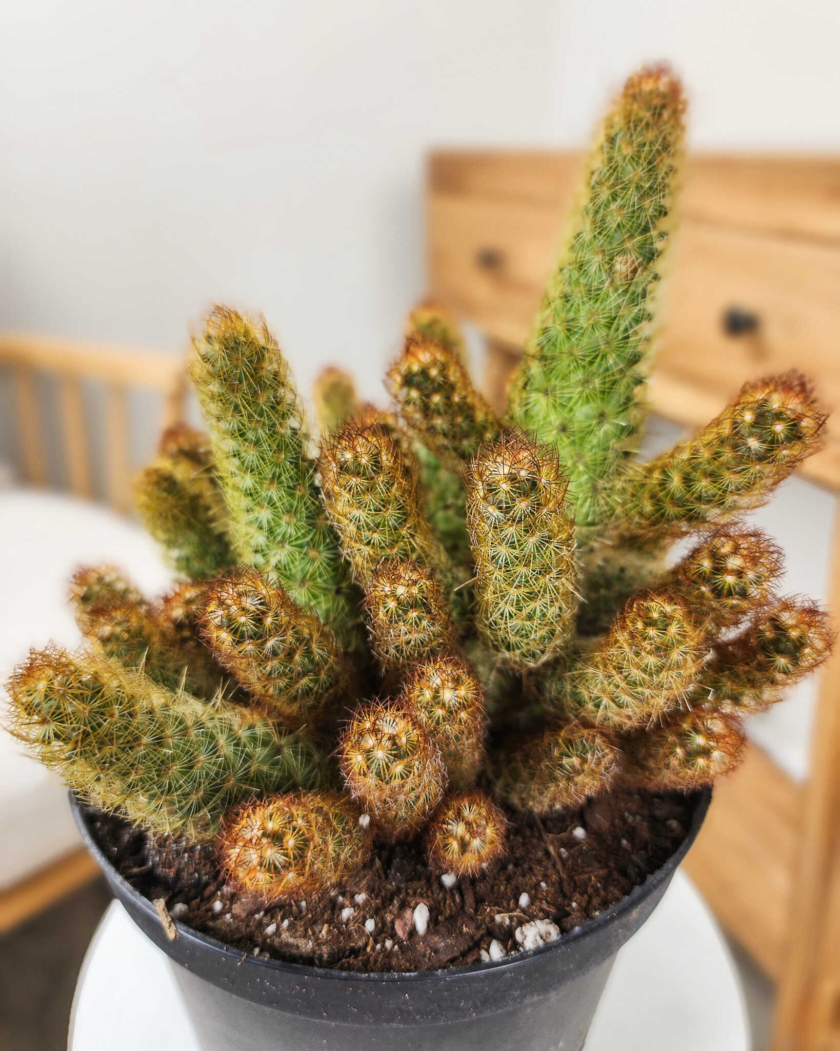 Old Lady Cactus | PlantVine